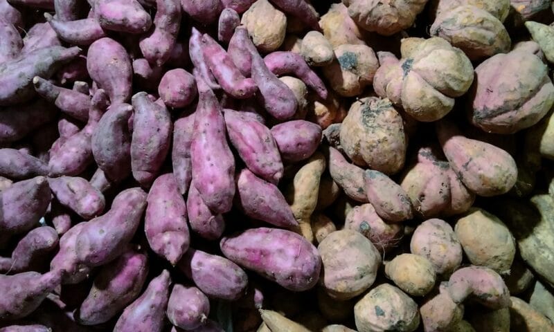 Ubi Jalar: Superfood Lezat dengan Beragam Olahan Menarik - Vakansiinfo