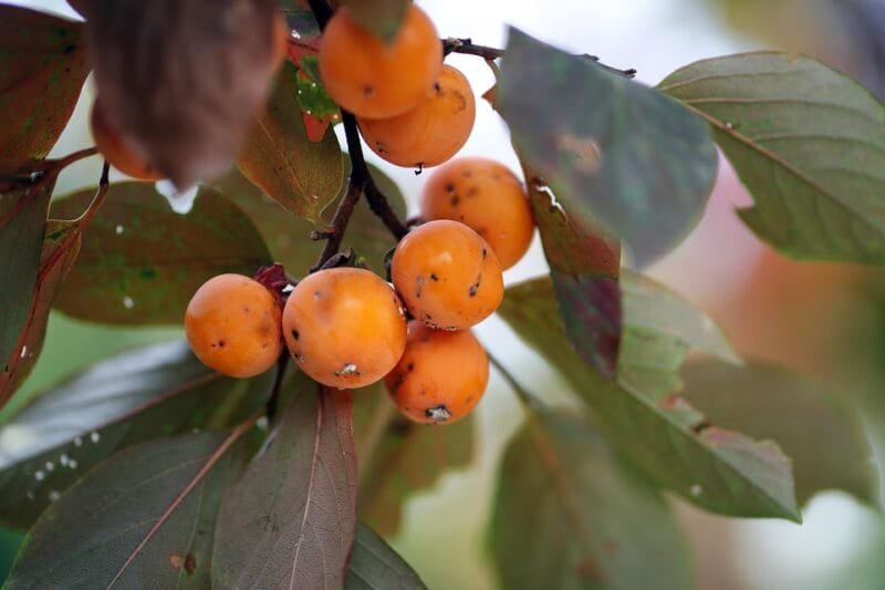 Kenali 10 Manfaat Buah Kesemek untuk Kesehatan Tubuh